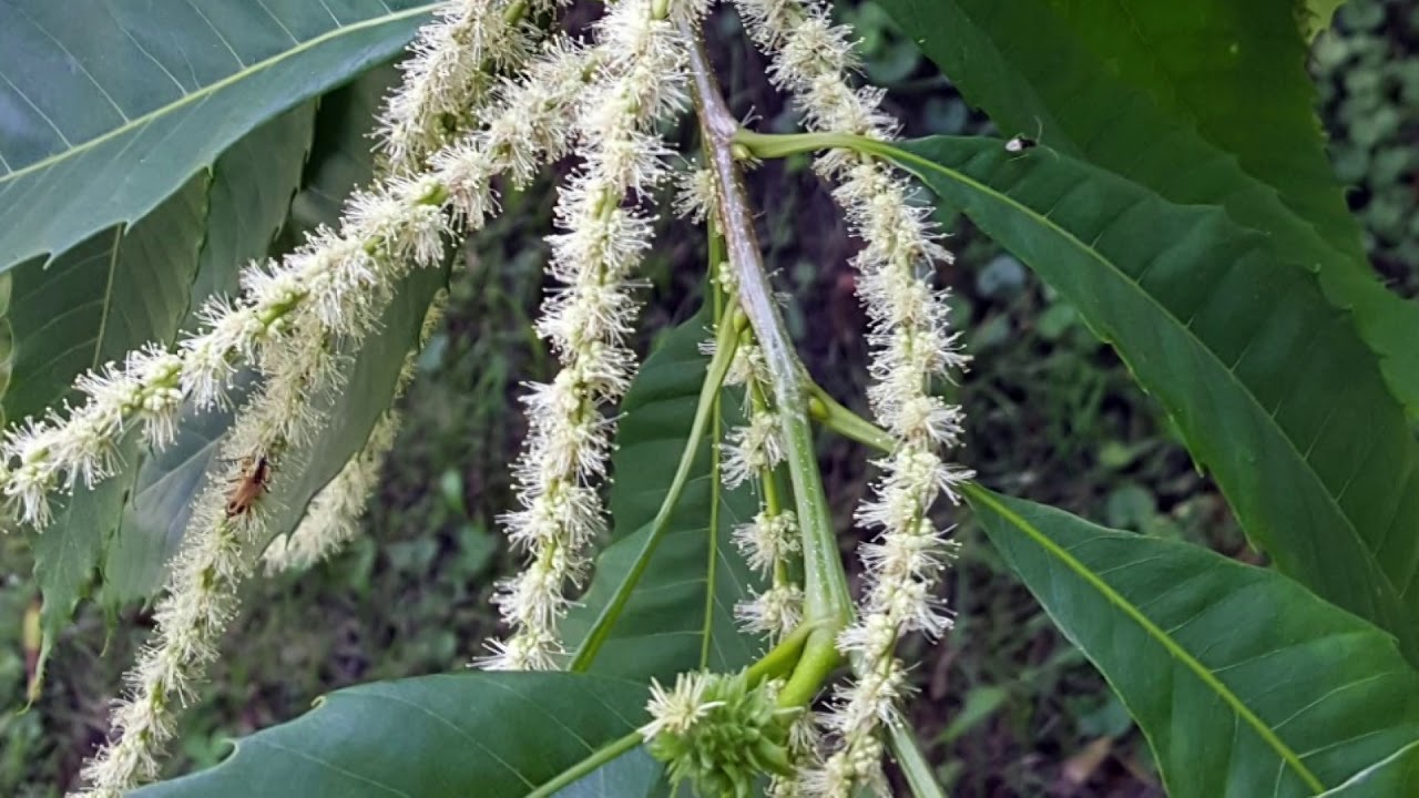 Last Of The American Chestnut Trees - YouTube