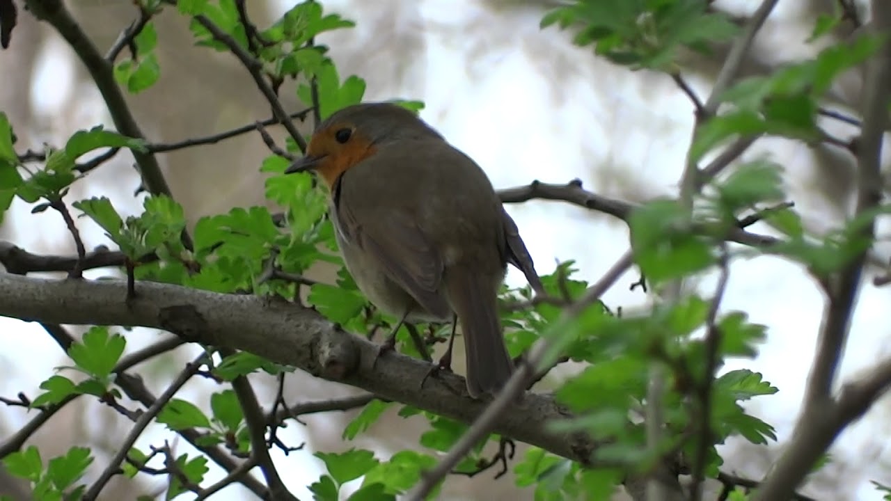 Birdie flew off - robin Птичка улетела - малиновка - YouTube