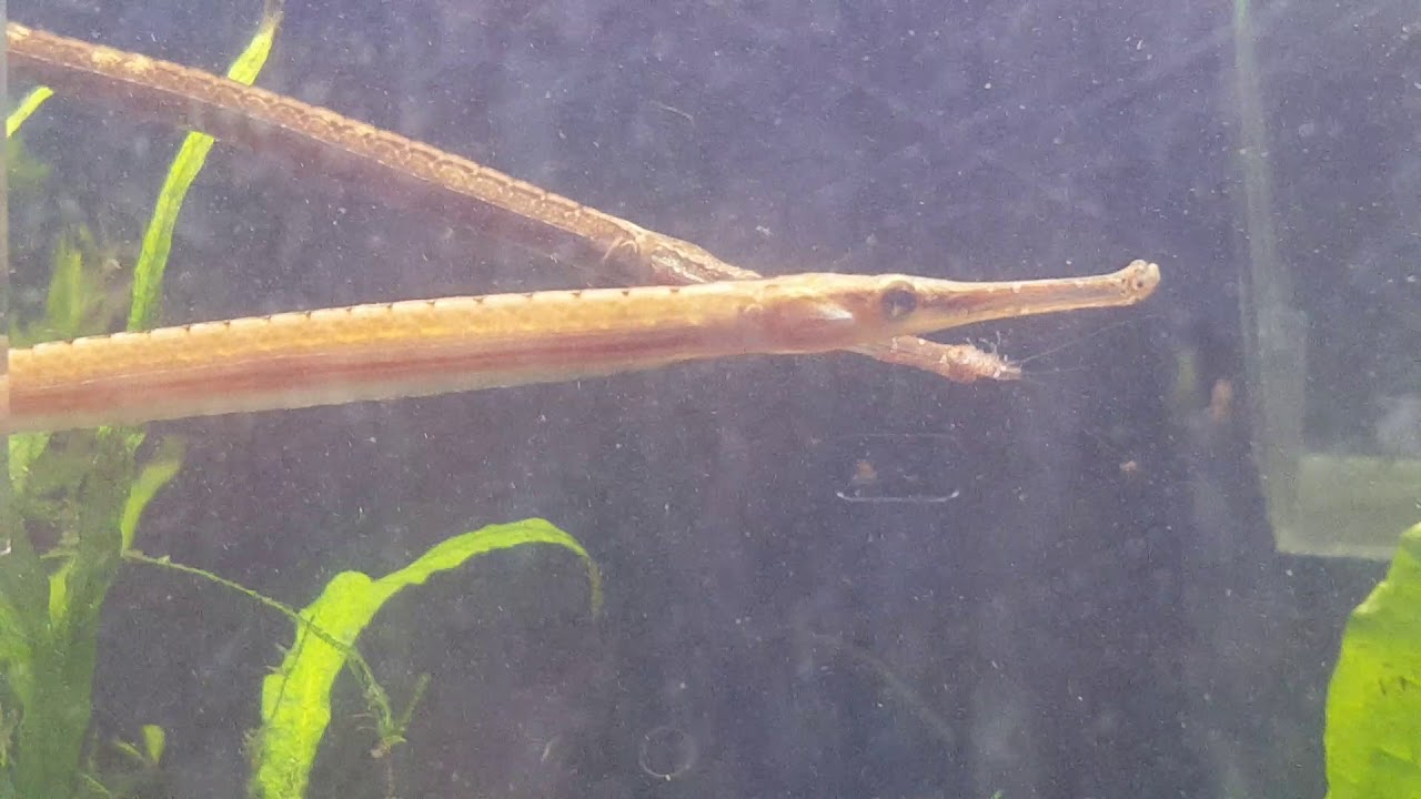 Freshwater Pipe Fish eating shrimp - YouTube