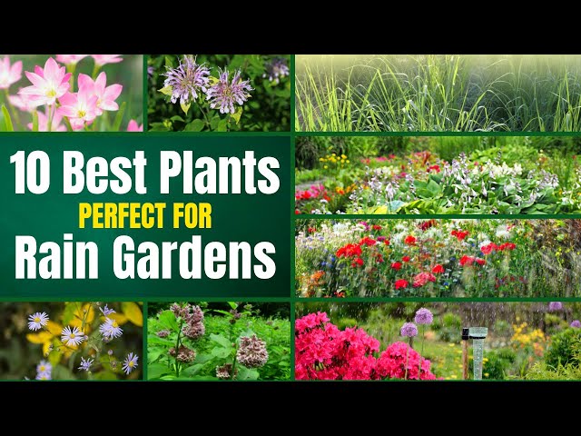 Good Plants For Rain Gardens