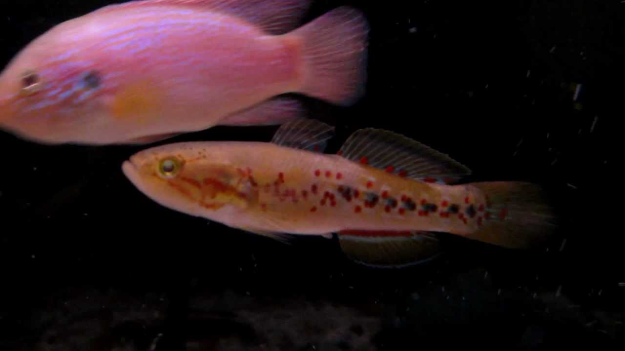 My Freshwater Purple Spot Gudgeon / Goby - Morgurnda adspersa - YouTube
