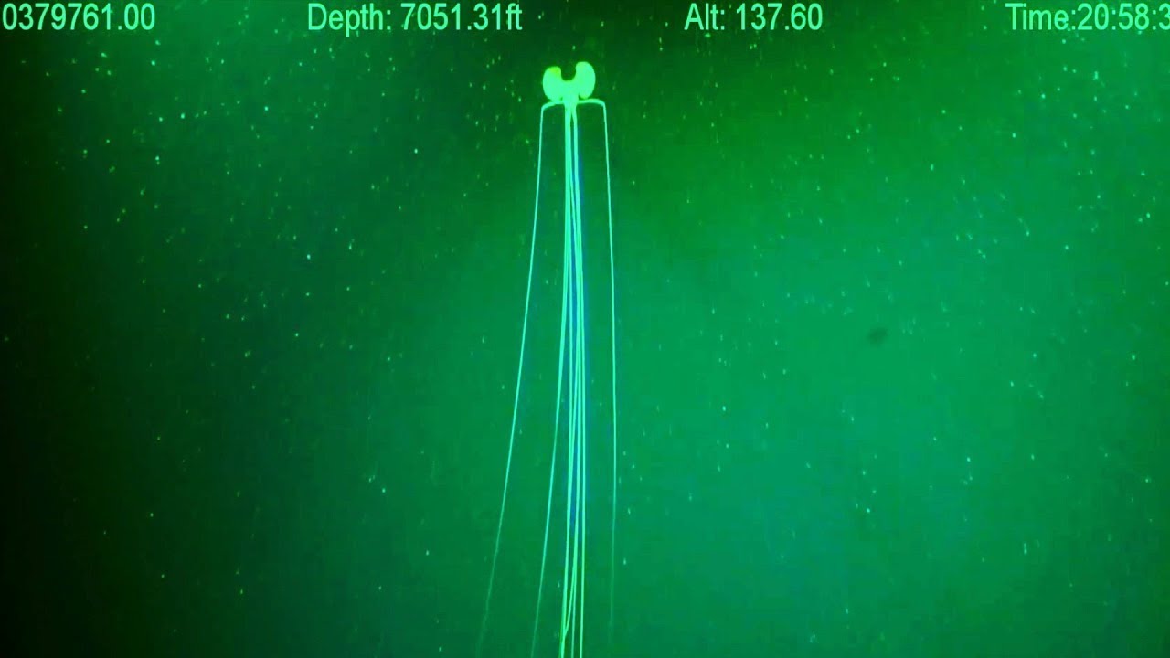 A short documentary about the Big Fin squid - YouTube