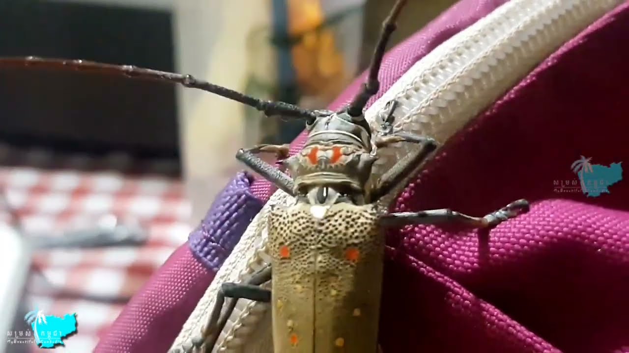 [709] Batocera Rufomaculata | Insect 🐞 - YouTube