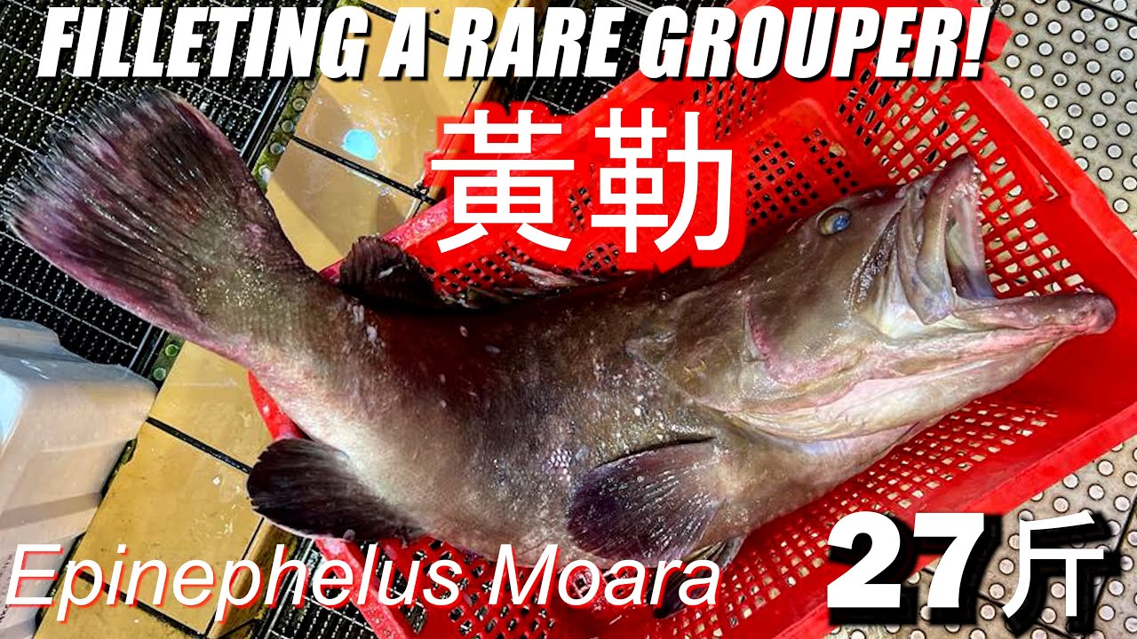 Filleting a MONSTER 27 Catty Epinephelus Moara！純粹開魚！「當代斑皇」- 黃勒斑 |香港海鮮 ...