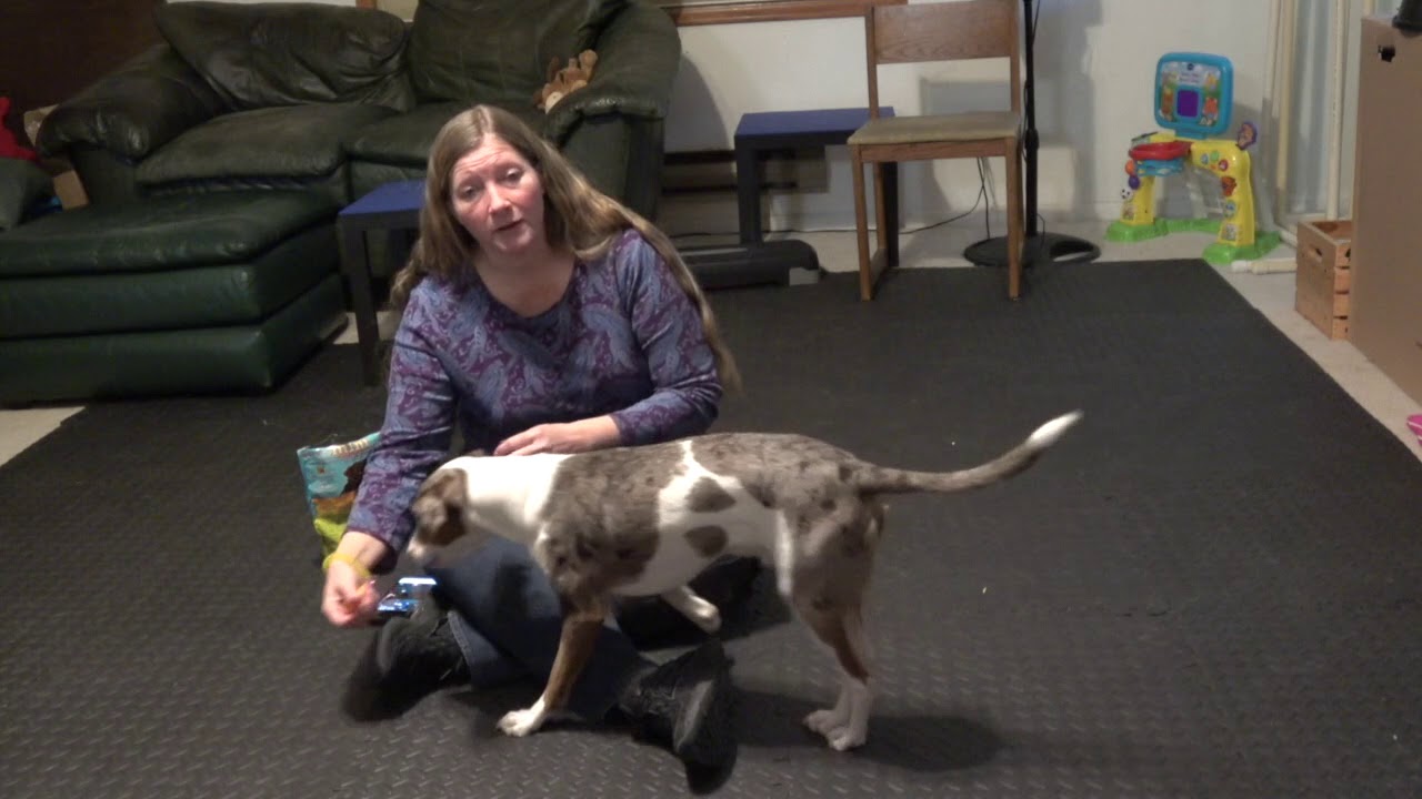 Hand Touch Dog Trick/Agility Foundation - Maximum FUN! NTD - YouTube