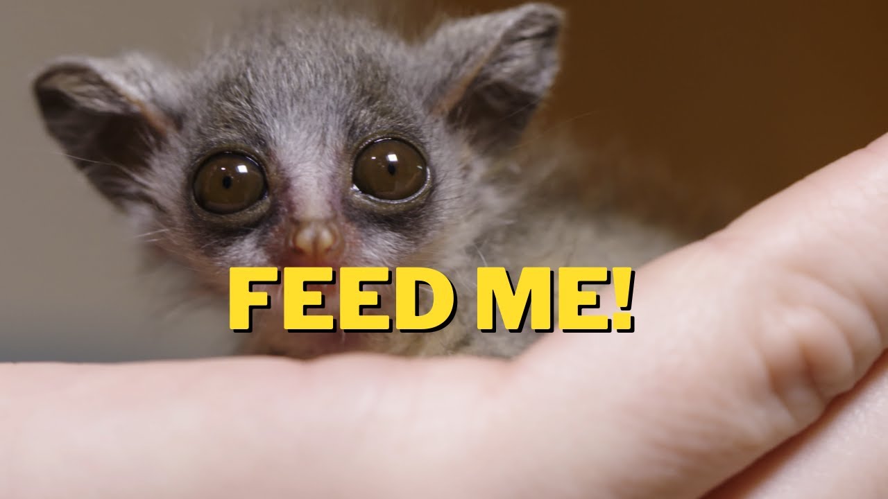 Feeding A Young Bush Baby! - YouTube
