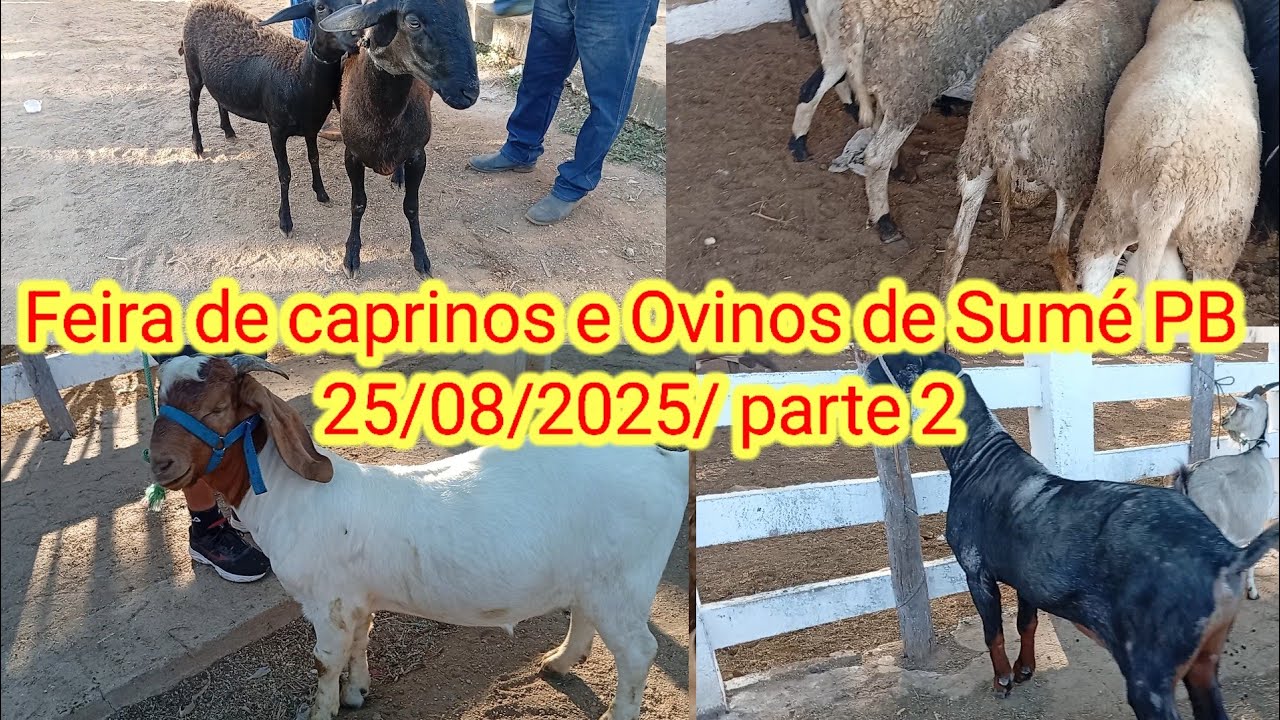 Feira de caprinos e Ovinos de Sumé PB 25/08/2025 - YouTube