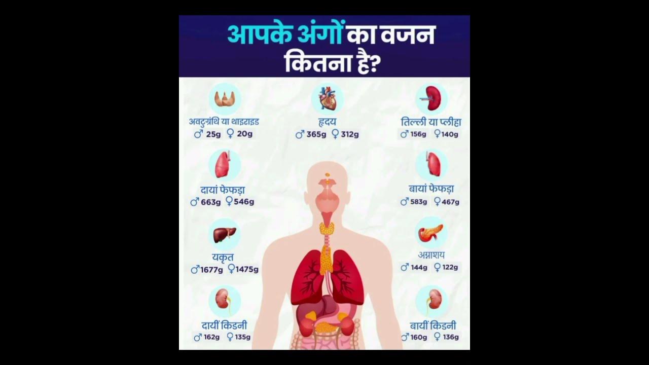 Human Body Parts Weight YouTube human-body-parts-weight-youtube