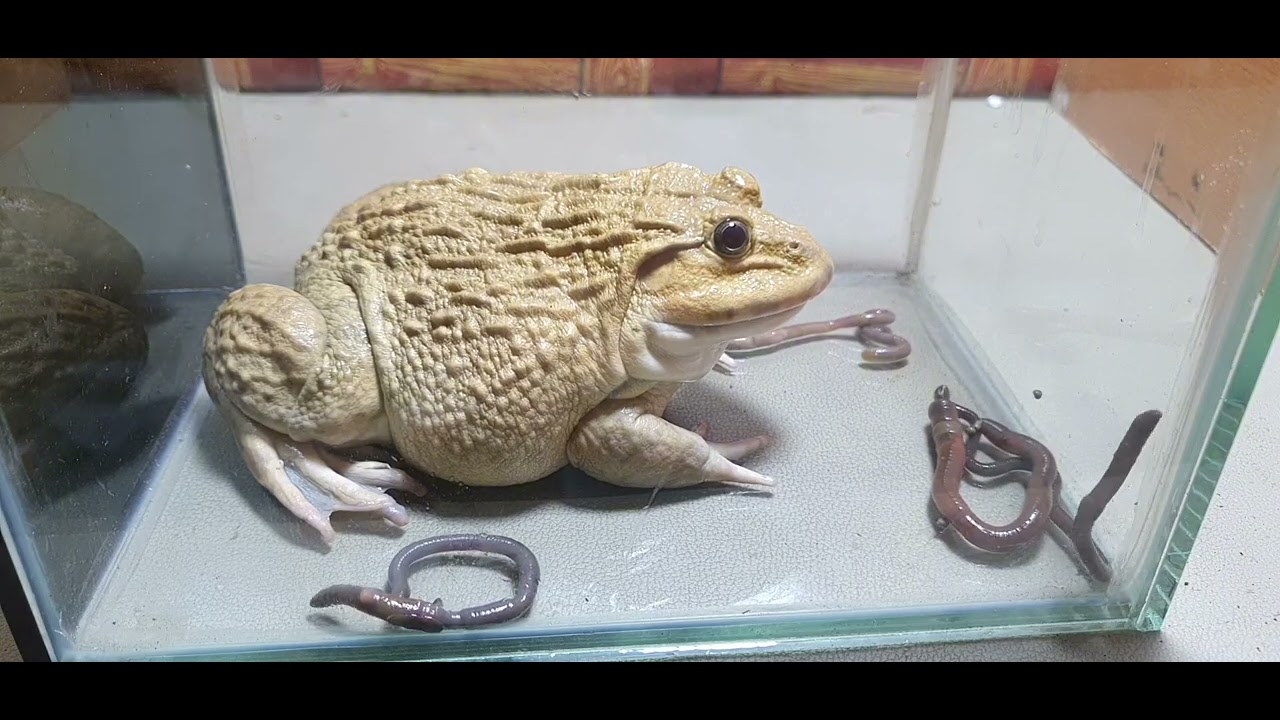 🐸🐸 fanny frog animals frog my frog🐸🐸🐸 - YouTube