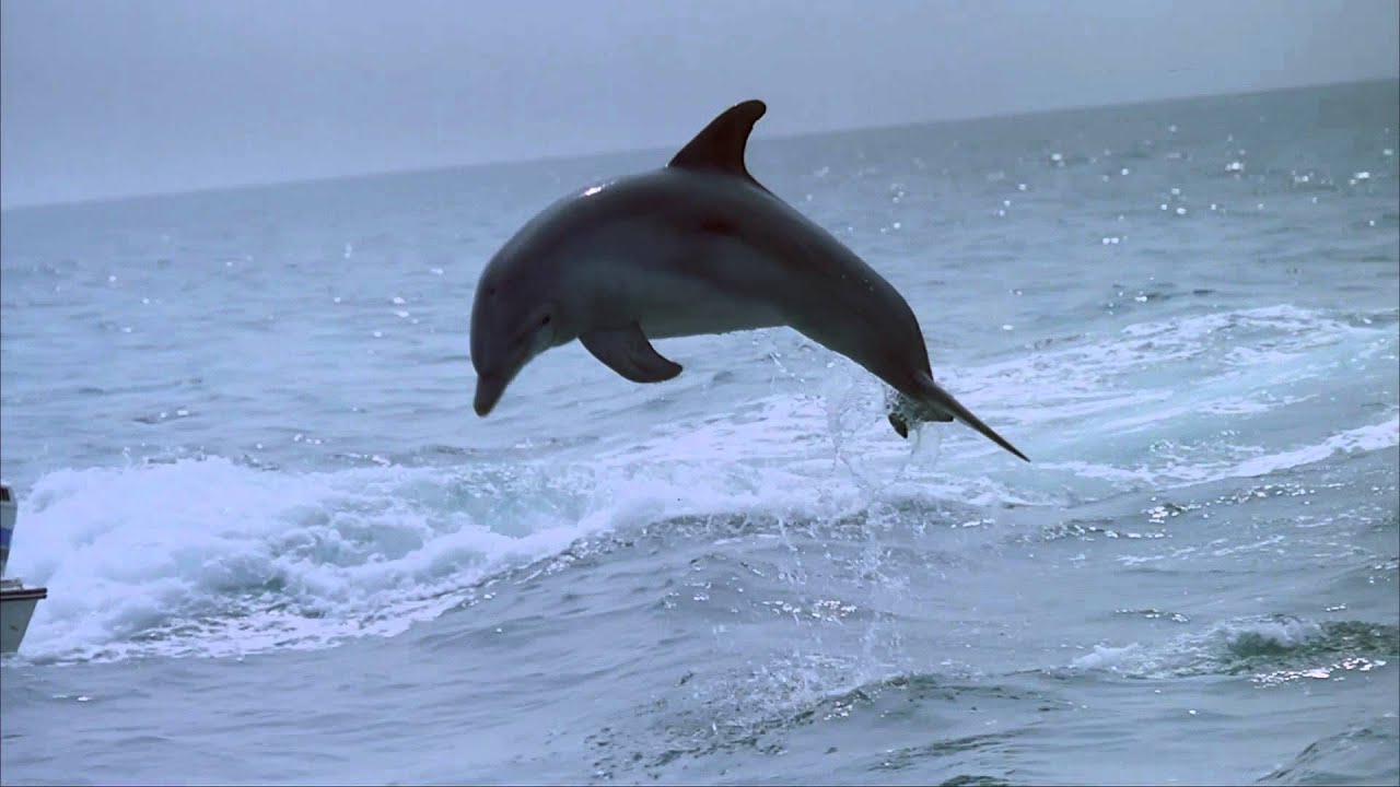 IMAX Trailer: "Dolphins" - YouTube
