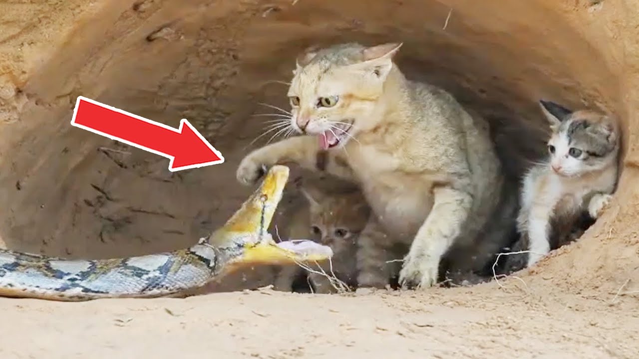 Try Not to Laugh! Super Cute Moments of the Cat Boss - YouTube