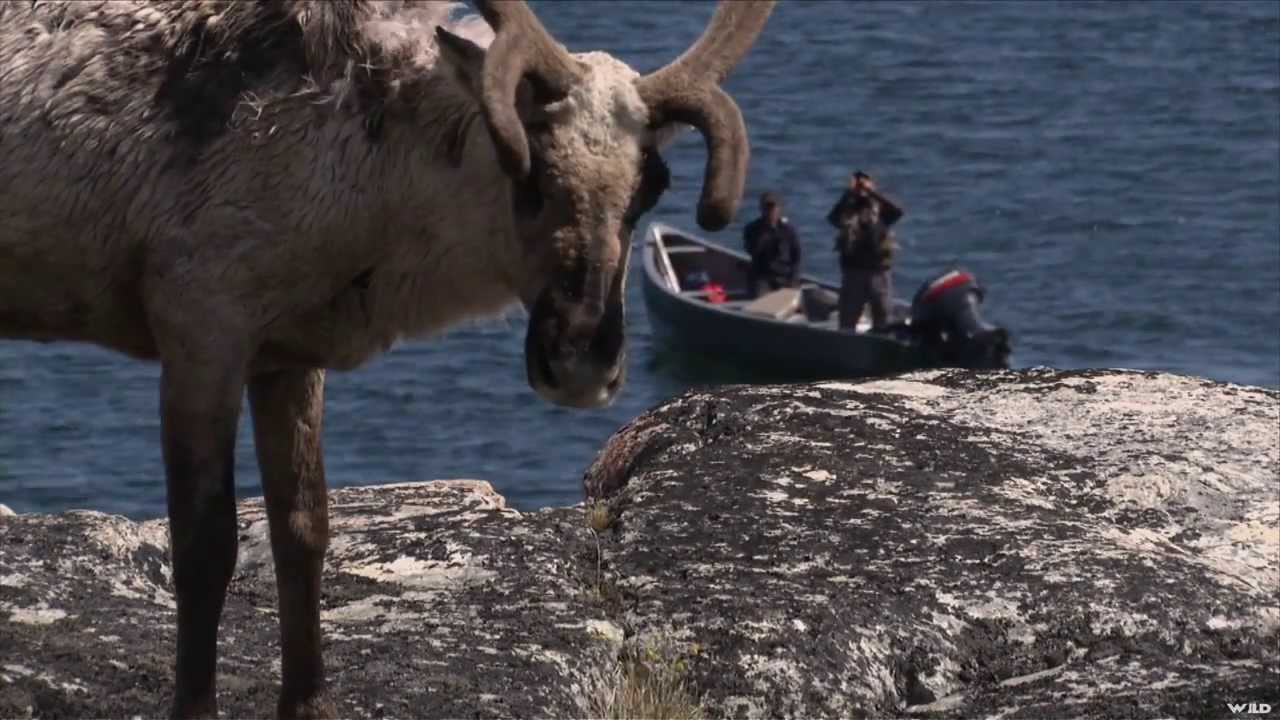 Arctic Fly Fishing - YouTube