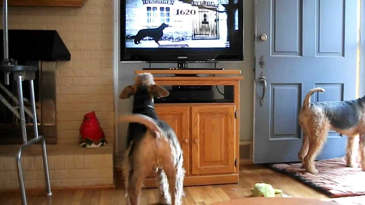 Airedales Reno, Jovie, & Rosie watching TV - YouTube