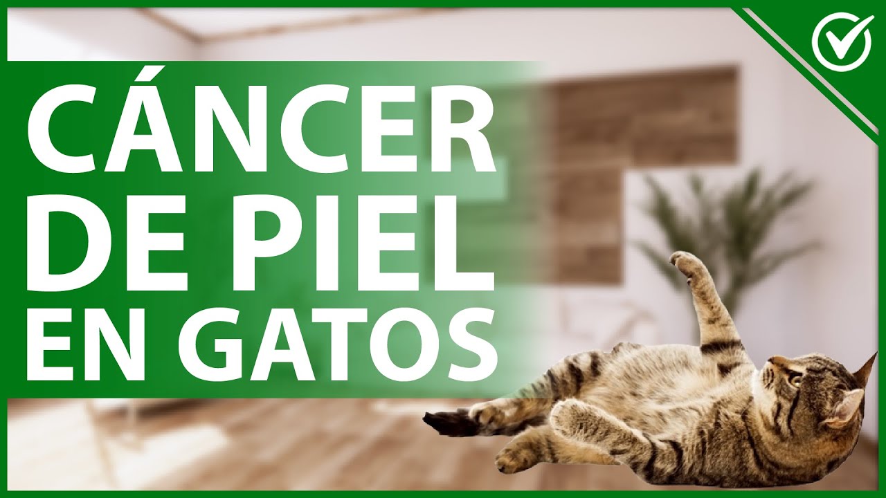 🐱 ¿Cómo Es el Cáncer En la Piel de Gatos? - Tipos, Síntomas y ...