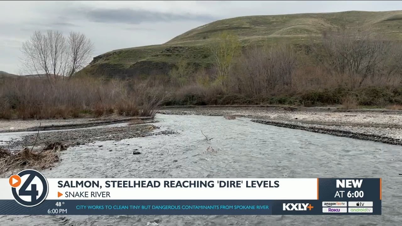 The Power of Water: Salmon, steelhead facing extinction in Snake River ...