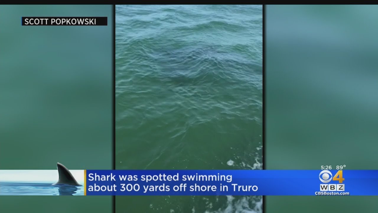 Father, Son On Boat Have Close Encounter With Shark Off Cape Cod - YouTube