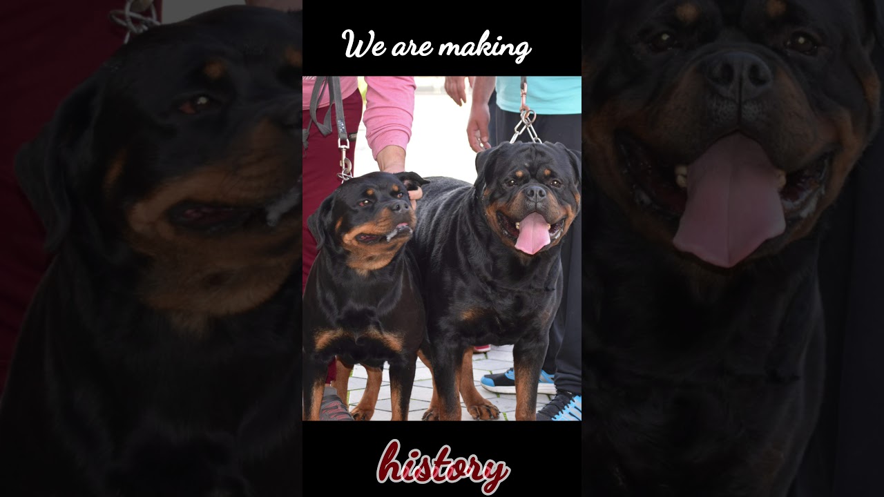 Diablo Timit Tor x Anabell Timit Tor (Doctor Daughter), Anjing ...