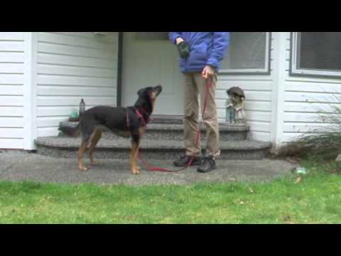 Capturing Eye Contact (Watch me) (as a default behavior) #Psychiatric ...