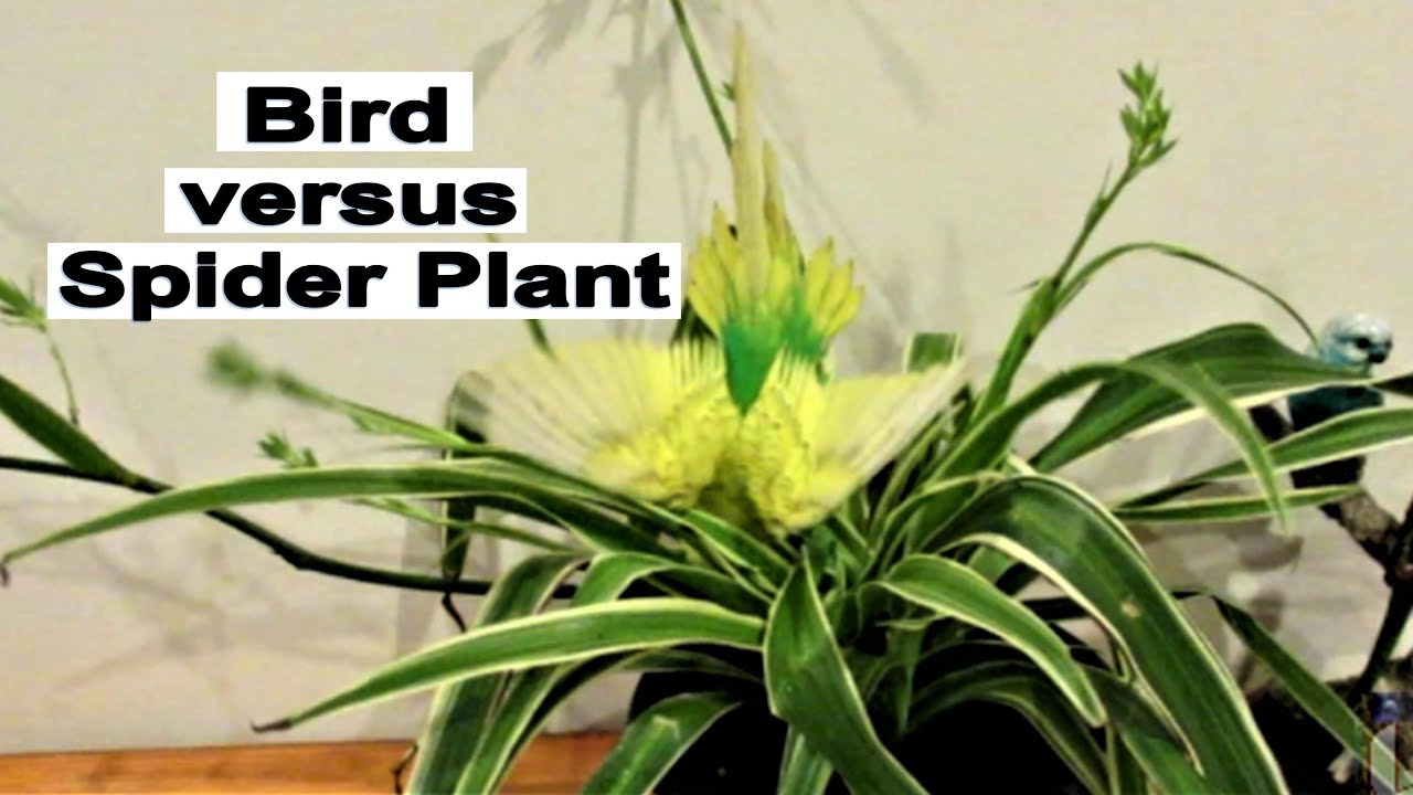 Bird VERSUS Spider Plant - YouTube