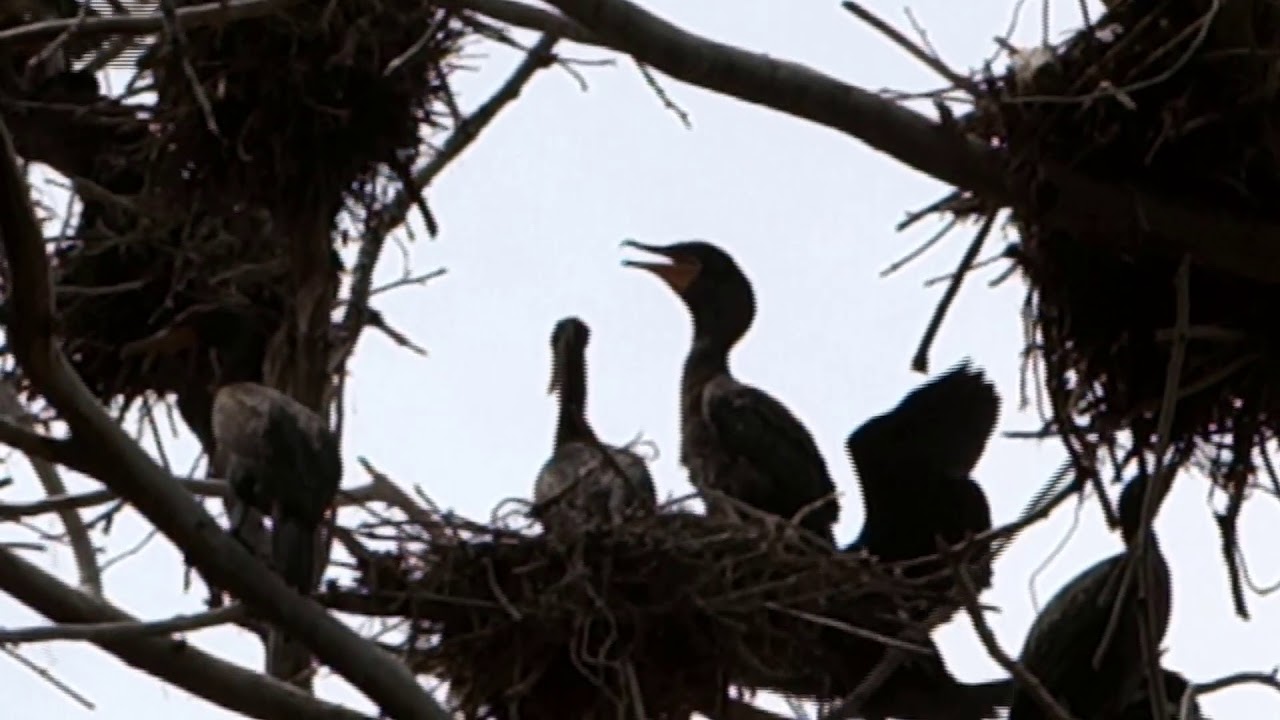Example of Gular Fluttering as an adaptation for cooling - YouTube