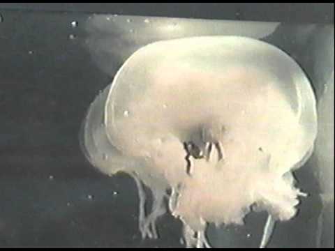 Baywatch--Sea Nettles in Chesapeake Bay - YouTube
