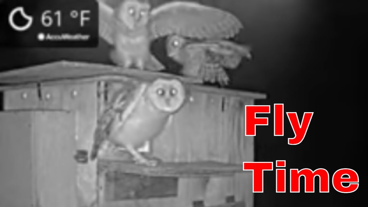 🦉 First Flight Success! Barn Owl Fledgling Returns to Nest Box 🎉 - YouTube