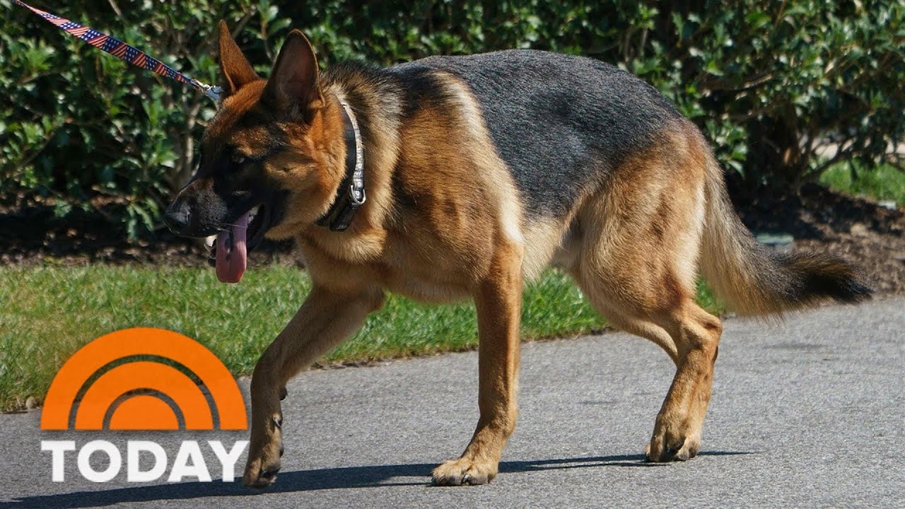 Biden's dog Commander evicted from White House for biting - YouTube