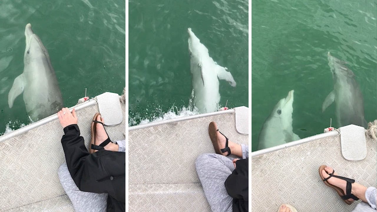 Cheeky Dolphin Swims Upside Down And Follows Boat - YouTube