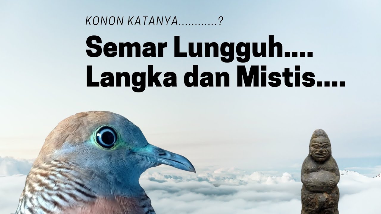 Perkutut Semar Lungguh - Semar Duduk seperti sedang Wirid - YouTube