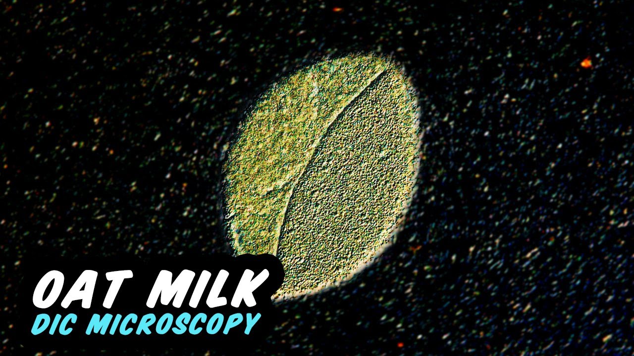 Oat Milk Under The DIC Microscope - Watch in 4K - YouTube
