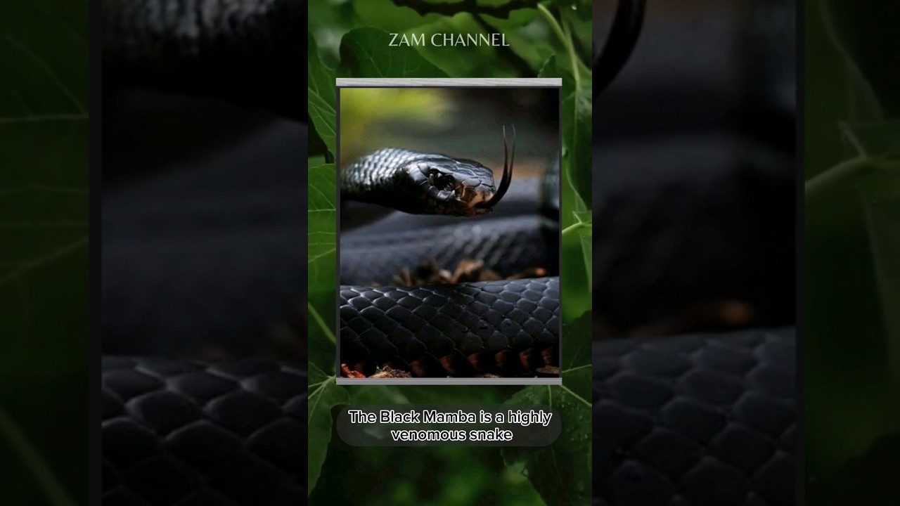 Black Mamba | Deadly Speed and Venom - YouTube