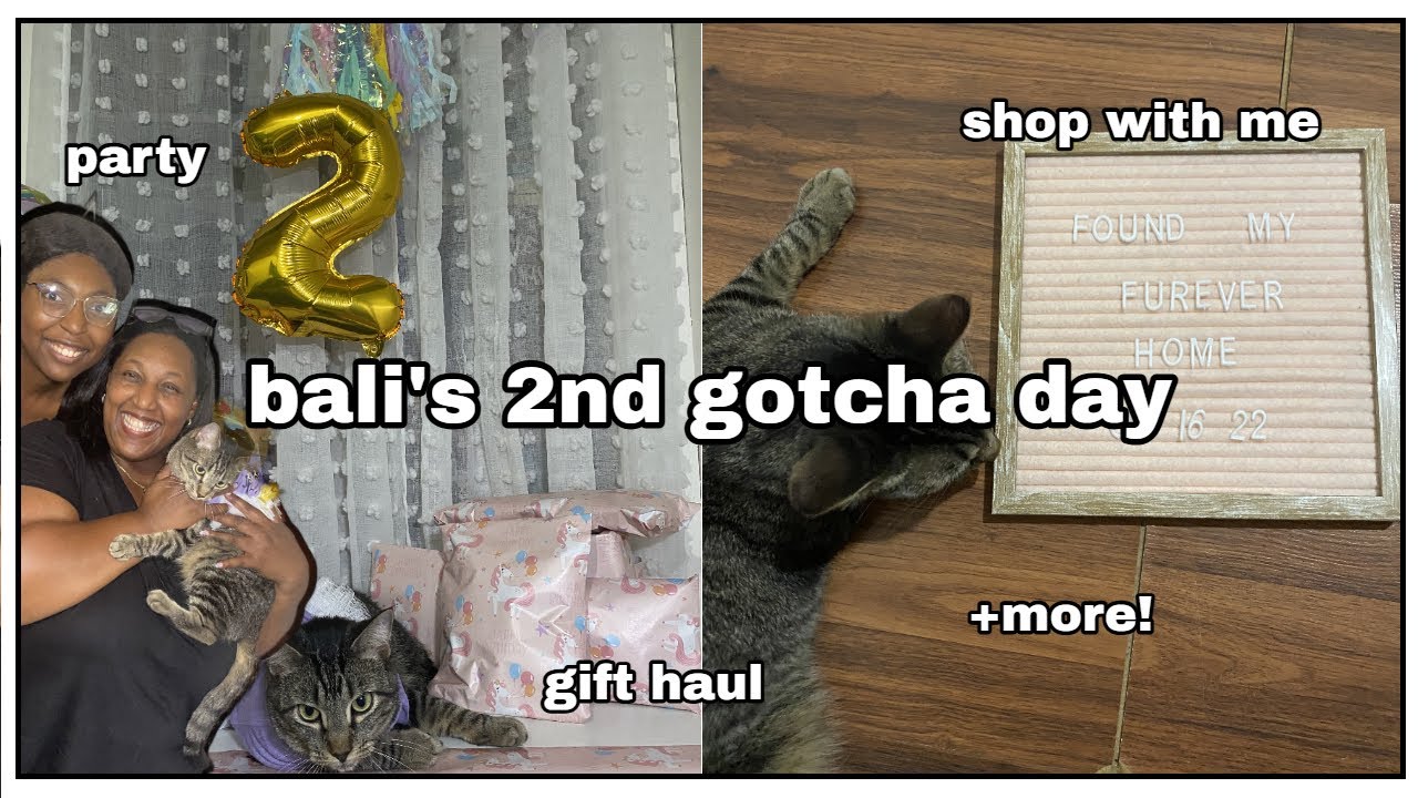 Celebrate my cat's adoption day with me! l Gotcha Day Vlog 2024 - YouTube