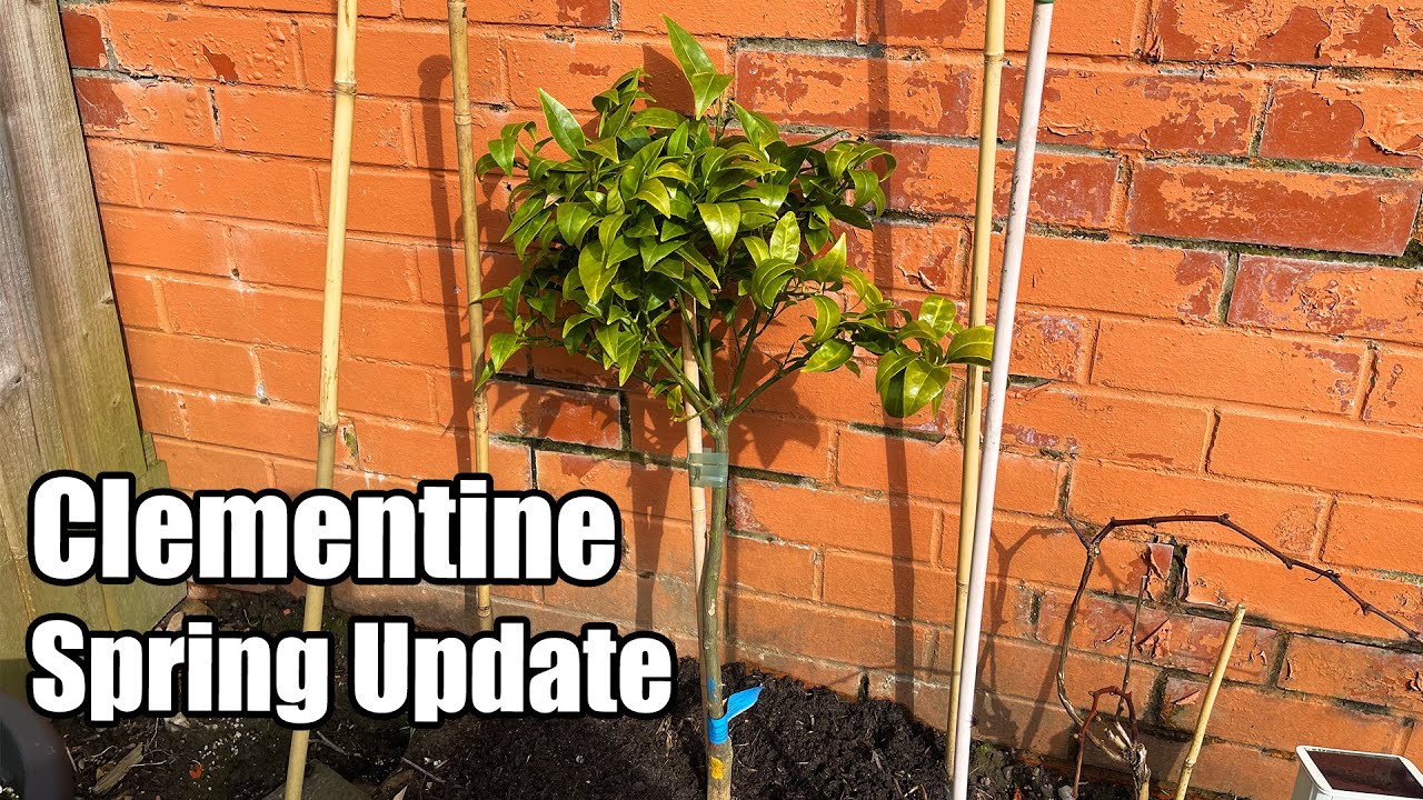 Growing A Clementine Citrus Tree Inground In The UK - Early Spring ...