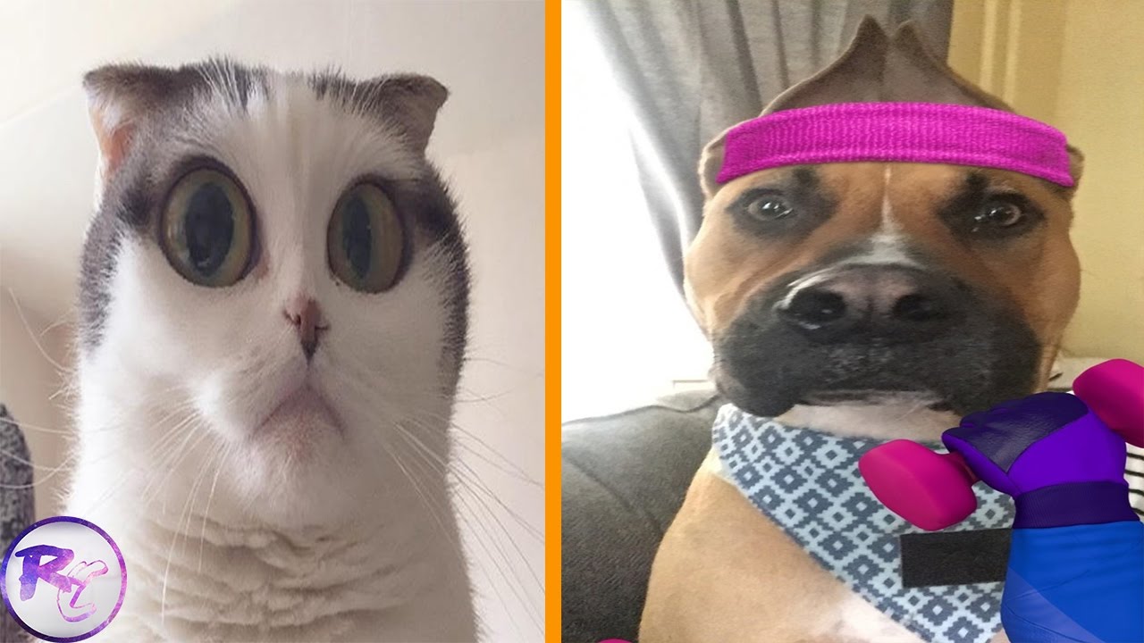 Most Adorable & Funniest Snapchat Pictures Of Animals - YouTube