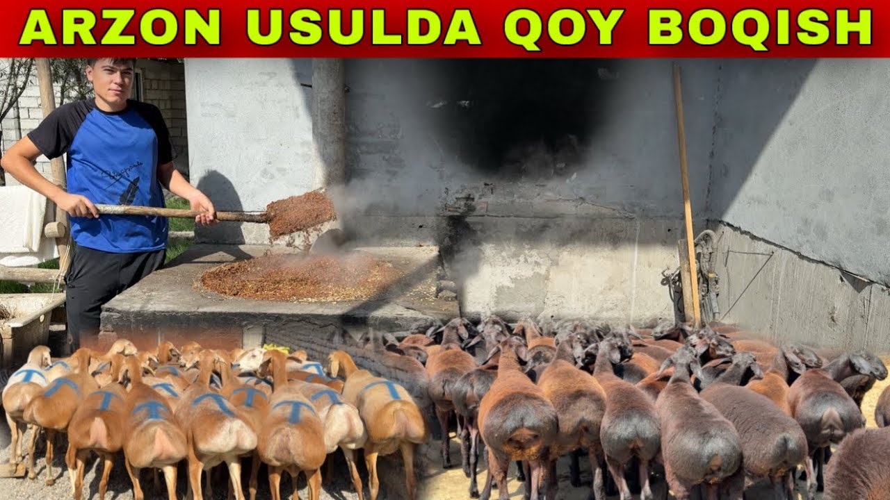 ODIY USULDA YENGIL QOY BOQISH KUNIGA 3 MING SOM BILAN - YouTube