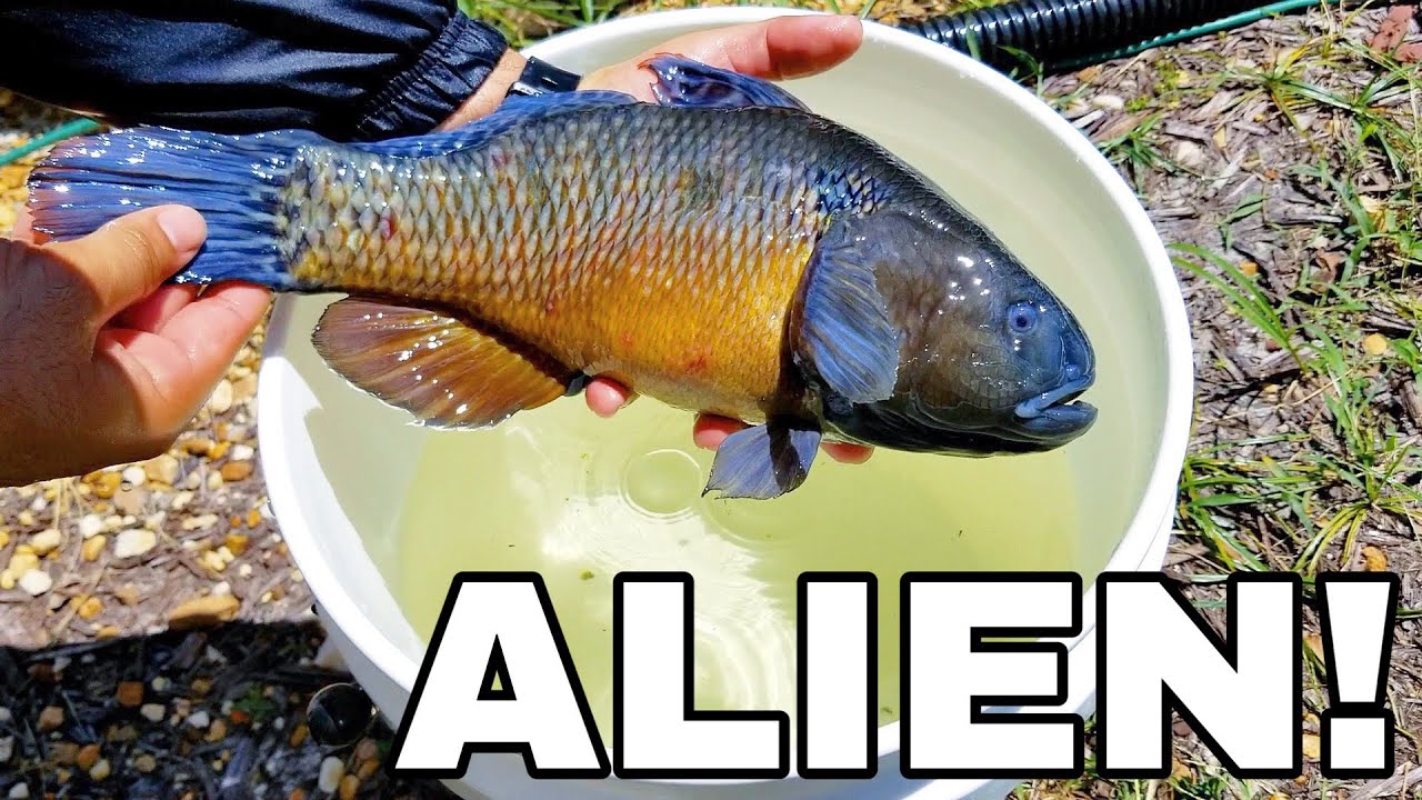 Colorful ALIEN FISH DISCOVERED Before HURRICANE! *Help Identify* - YouTube