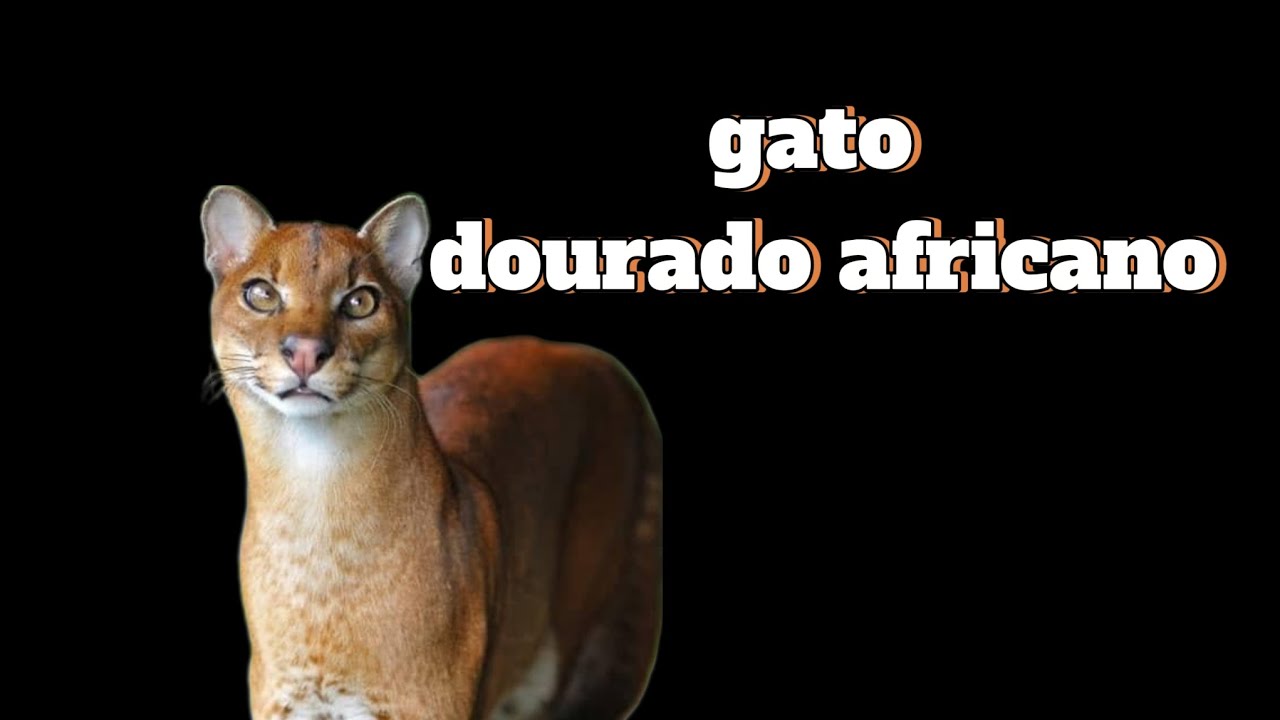 gato dourado africano um felino raro - YouTube