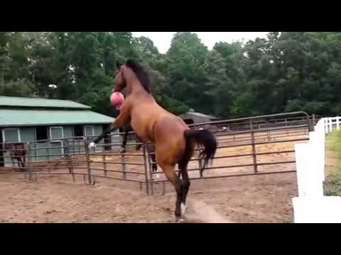 Jolly Ball Horse Loves His!