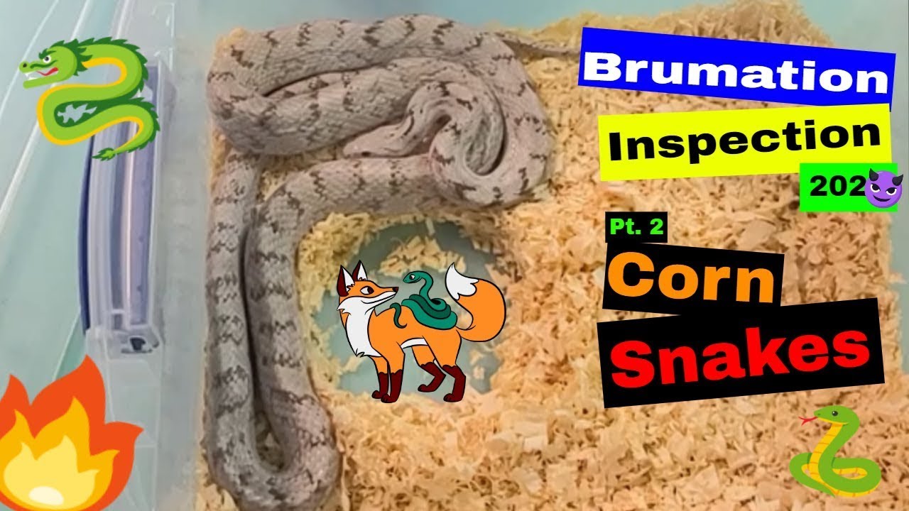Brumation Inspection 2020 - Pt.2 Corn Snakes - ReUpload with Audio ...