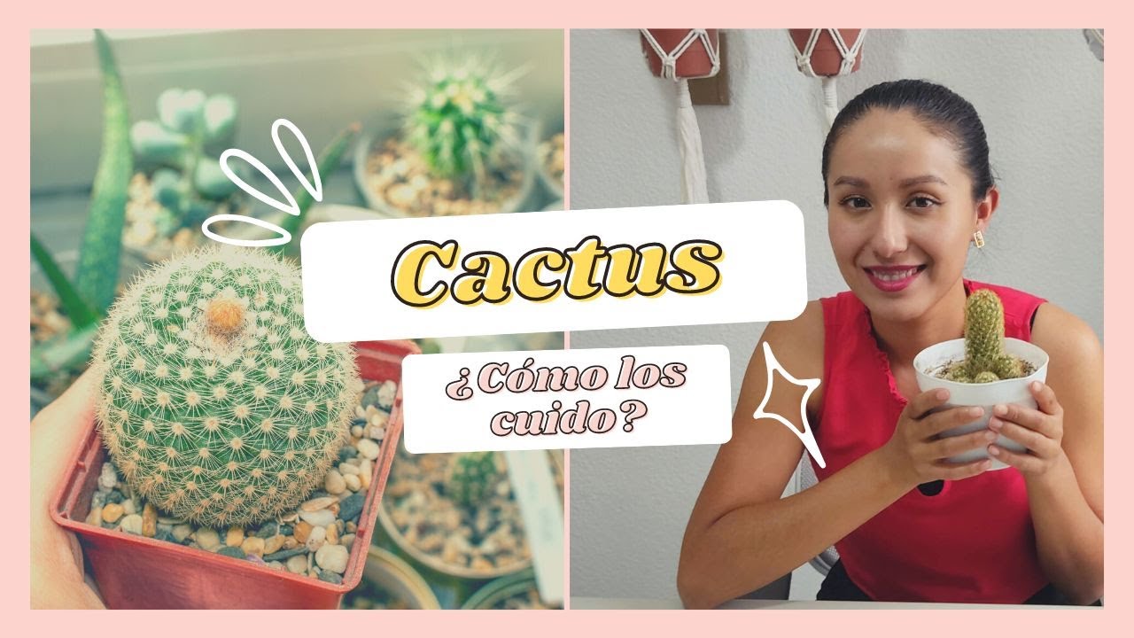 Cuidados para CACTUS | Tips para Cactus - Principiantes - YouTube