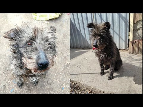 This poor dog was found in poor condition and the poor dog is looking ...