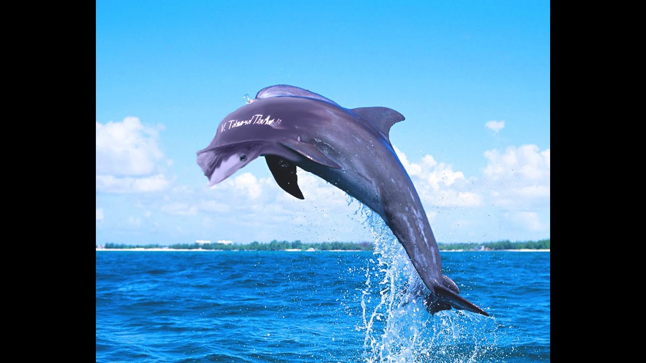 HOW TO DO A DOLPHIN FLIP?! - YouTube