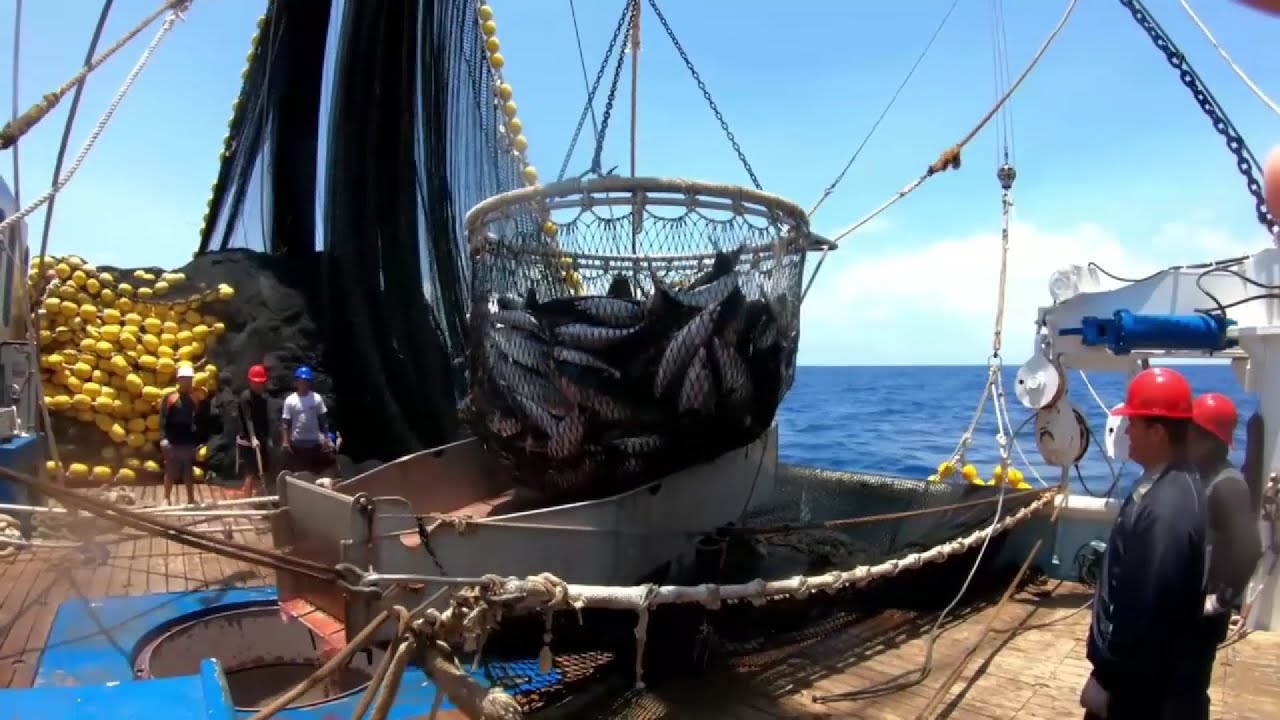 Proceso de la Pesca de Atún con Red de Cerco y Anillas - Fish Brailing ...