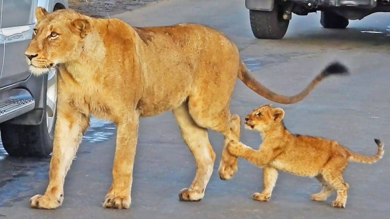 Tiny Lion Cub Torments Rest of Pride in the Road - YouTube