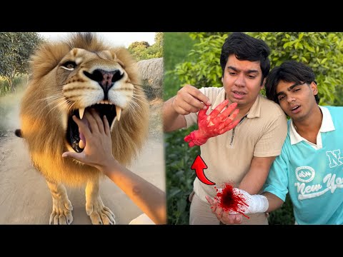 Lion Subhan Ka Hath Kha Gea 😰 Hand CUT 