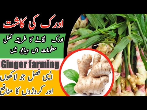 Adrak ki kasht / Ginger Farming high profit crop // Ginger Farming ...