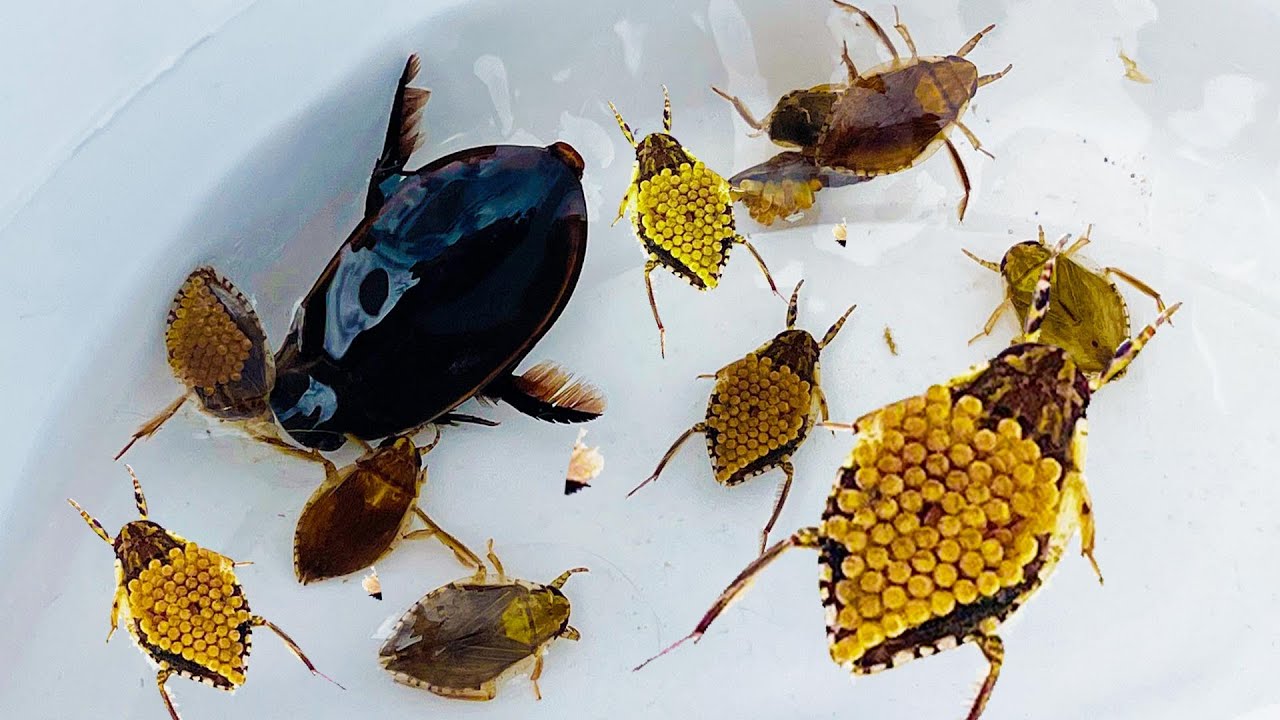Capture and observe creatures in dry canals aquatic insects, small ...