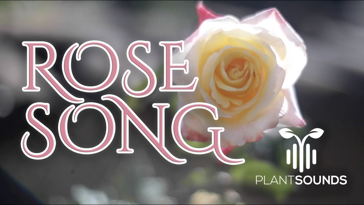 Rose Song - Plant Sounds - YouTube