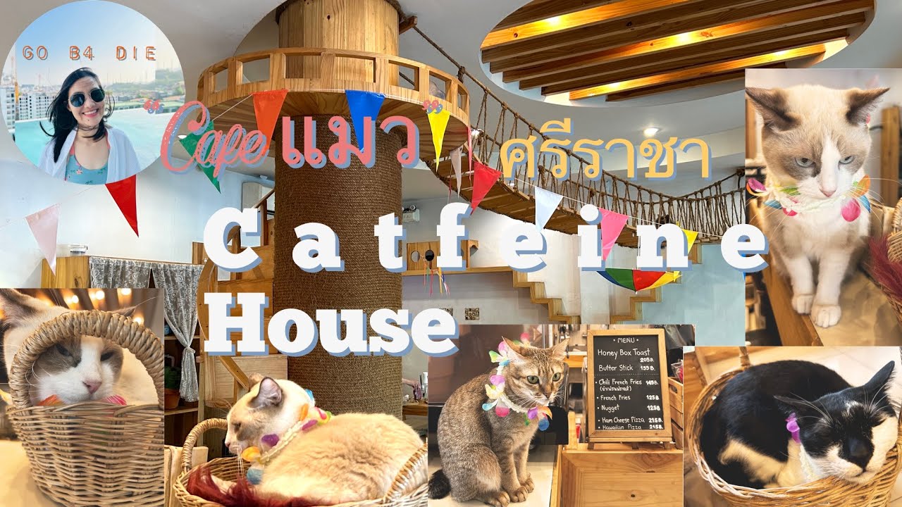 รีวิวคาเฟ่แมว Catfeine ศรีราชา ชลบุรี - YouTube
