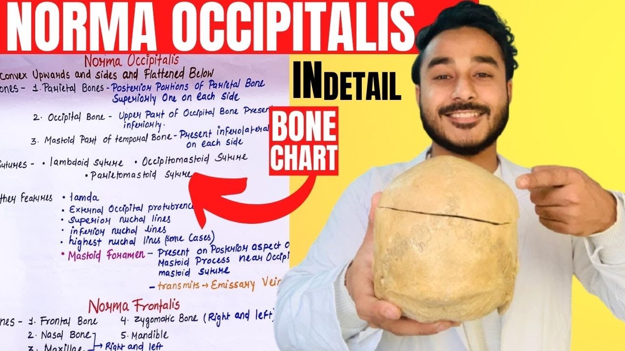 norma occipitalis anatomy 3d | anatomy of norma occipitalis of skull ...